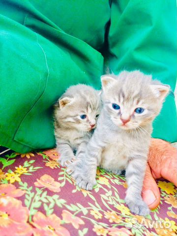Котята