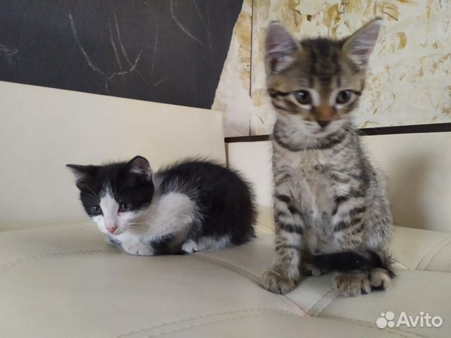 Котята от мамы кошки-мышеловки