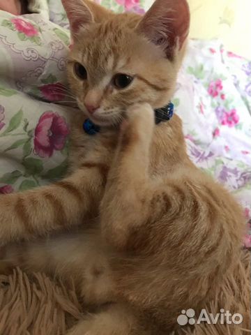 Кот 9 мсяцев отдадим в хорошие руки, в связи с пер