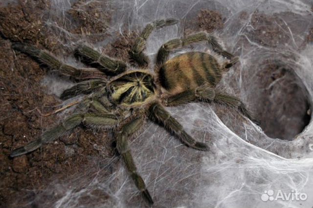 Пауки Neoholothele incei (ex. Holothele incei )