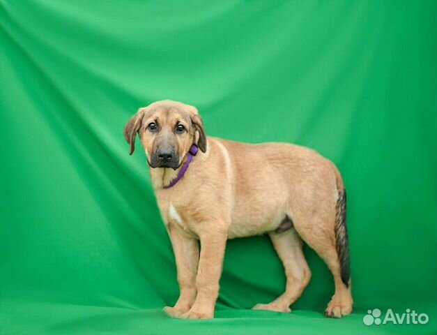 Бруно ищет дом Щенок в добрые руки