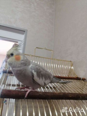 Улетел попугай корелла