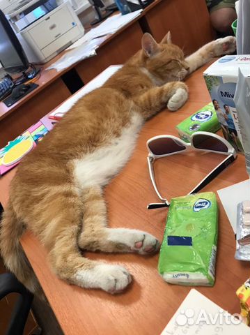 Шикарный рыжий кот в поисках семьи