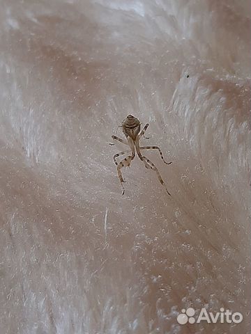 Индийский цветочный богомол