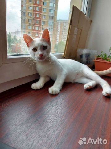 Белый котенок с рыжими пятнами, очень не обычный м