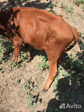 Бычок и тëлка