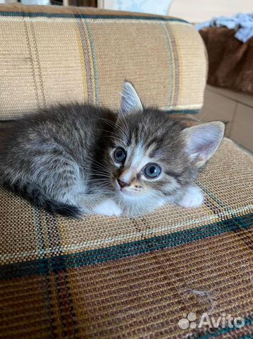 Котенок-девочка в добрые руки