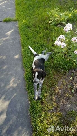 Собака в добрые руки щенок