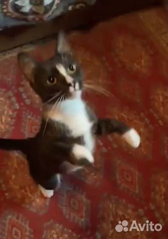 Отдаю котика 1 годик в дар