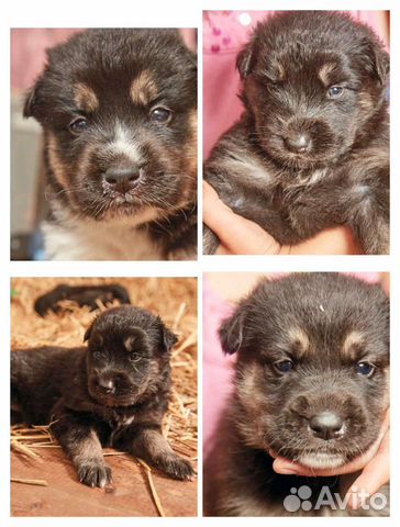 Собака в добрые руки щенок