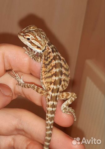 Бородатая агама(малыши)