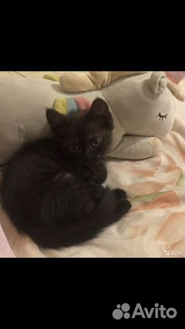 Котенок девочка