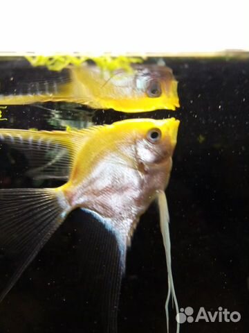 Продам белую скалярию 5-6 см(примерно) или обменяю