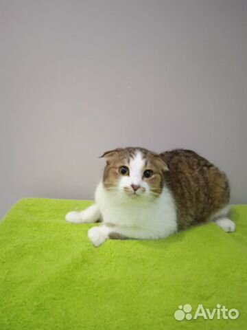 Котик Шарик в добрые руки