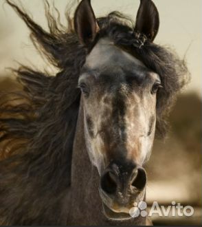 Конь (мерин)