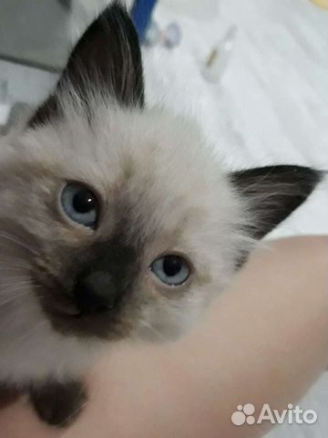 Тайский котенок девочка