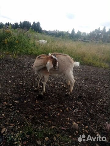 Коза альпо- нубийскую