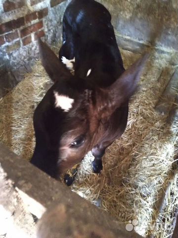 Телка телочка