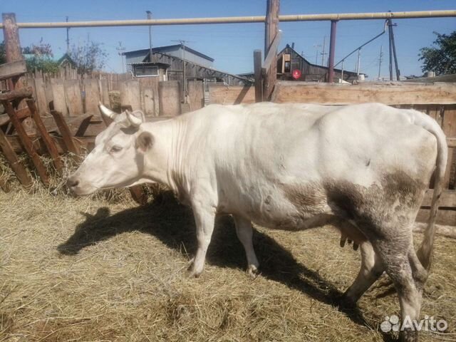 Корова и бычок