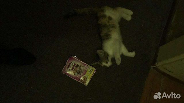 Котенок цветной 2,5мес