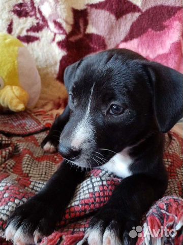 Щенок помесь питбуля