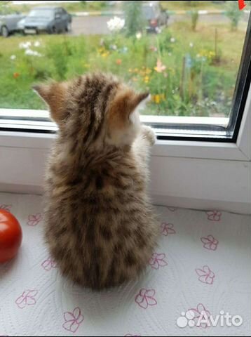 Шотландские котята девочка