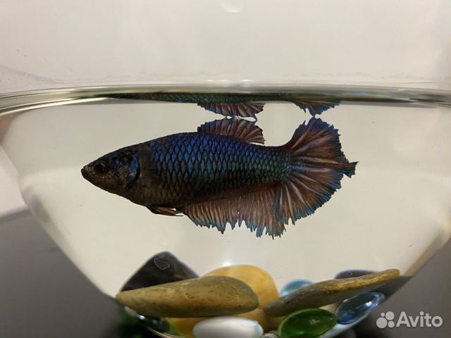 Рыбка петушок