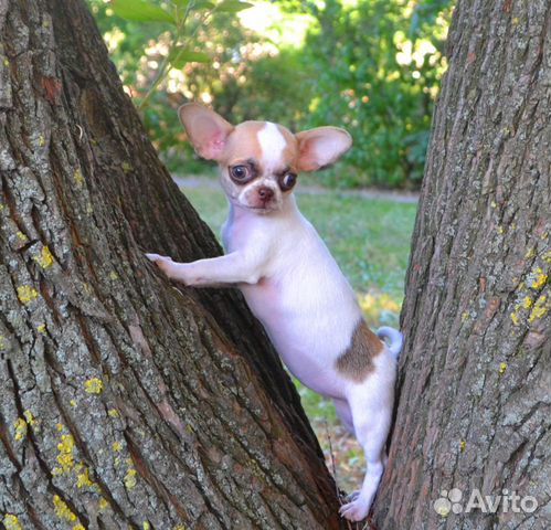 Чихо-белочка