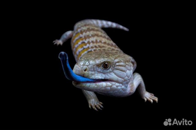 Сцинк Синеязыкий