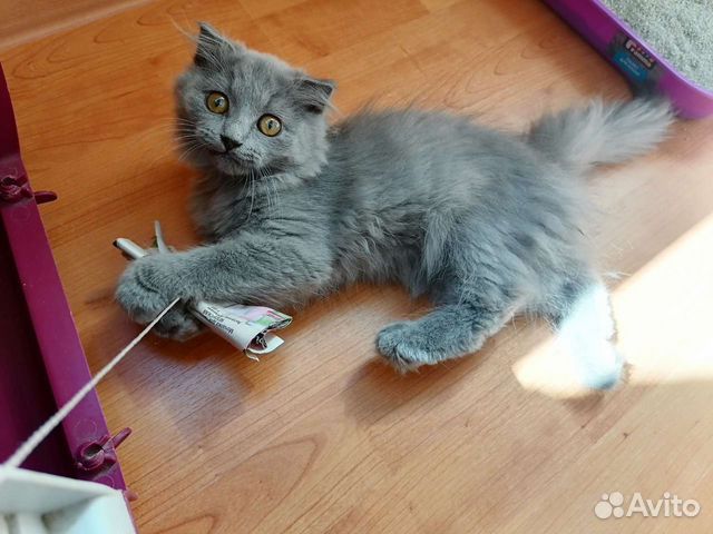 Вислоухий Дымчатый котенок