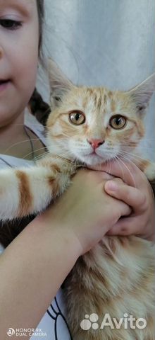 Рыжая кошка котенок подросток