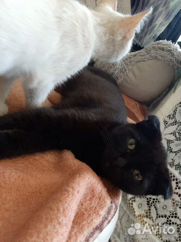 Вислоухий котик