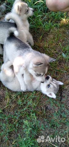 Щенки хаски