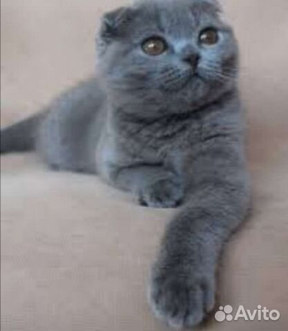 Продаются голубые шотланцы