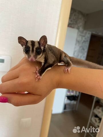 Белка летяга