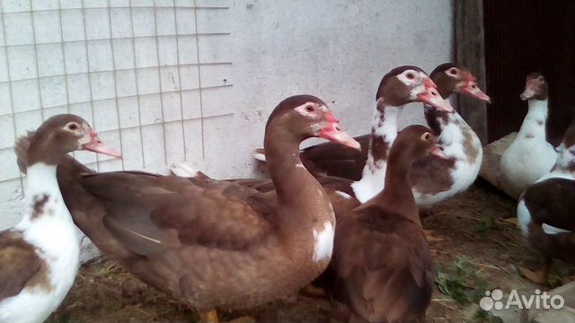 Продам утят,индоутки