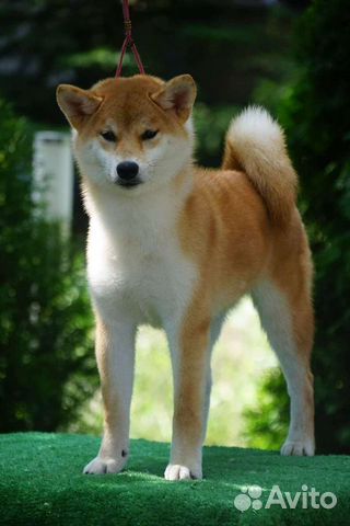 Сиба девочка 5 месяцев