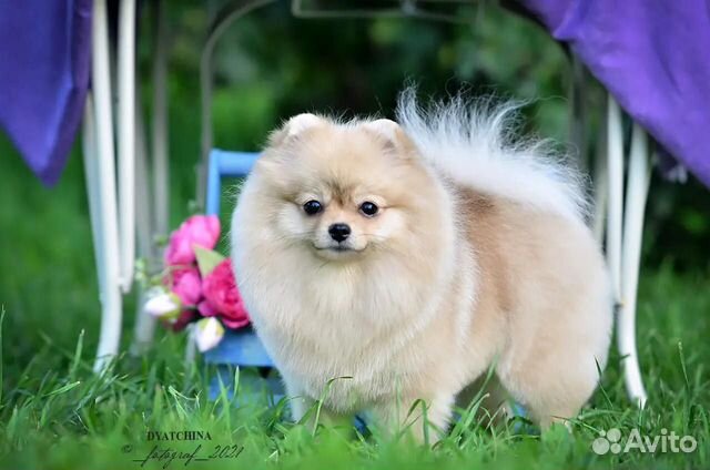 Девочка крем-соболь