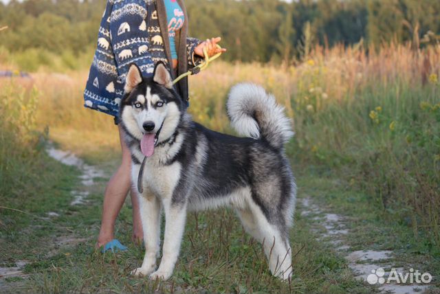 Молдой хаски в надежные руки в дар