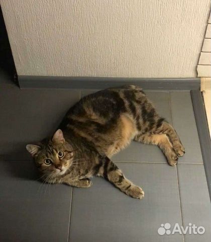 Курильский бобтейл