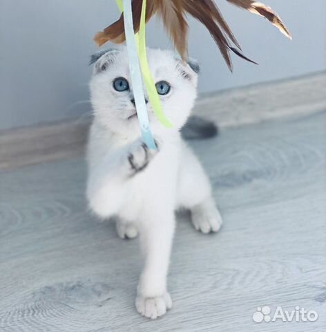 Котенок скотиш фолд