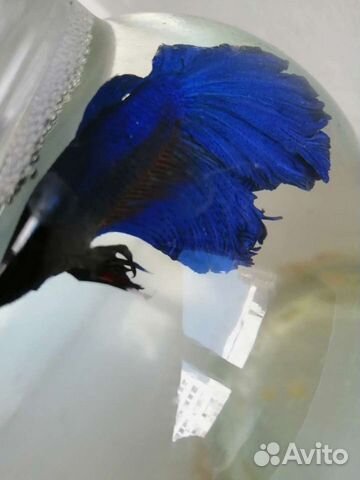 Рыбка петушок с аквариумом