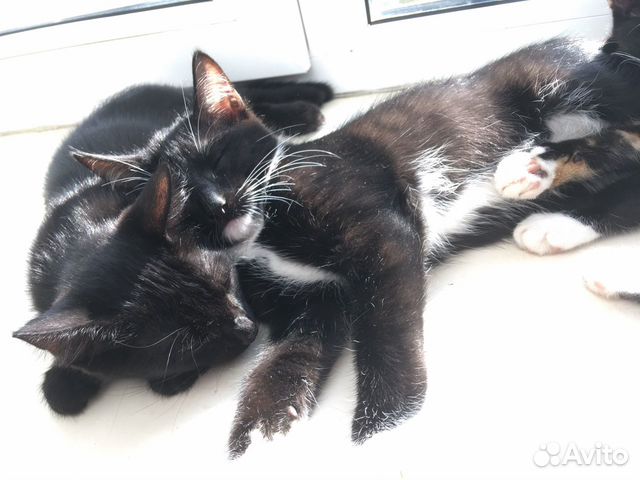 Котята в добрые руки мальчики