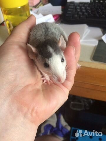 Крыски дамбо