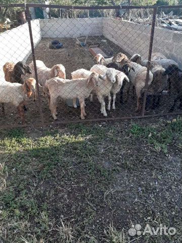 Овцы бараны ягнята оптом