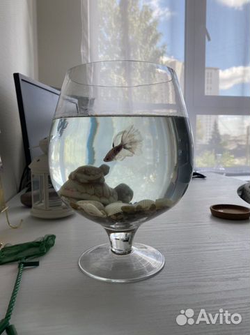 Аквариум 7л и рыбка петушок