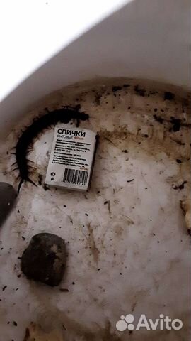 Сколопендра