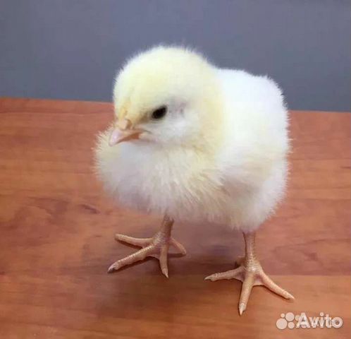 Цыплята бройлеры росс 308