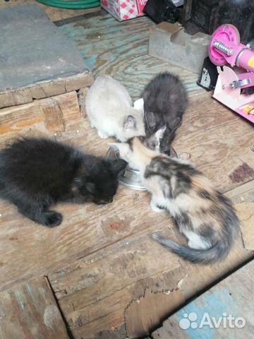 Котята в добрые руки за 1 рубль