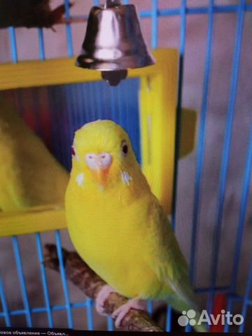 Отдам бесплатно попугая